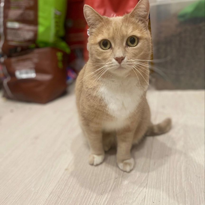 Апельсинка грустит на передержке