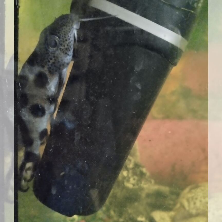 Рыба в аквариум- синодонтис