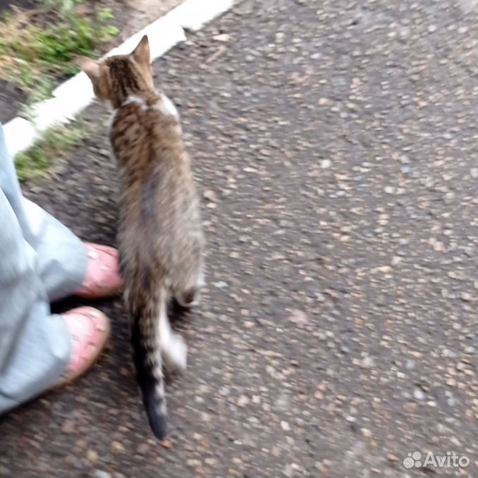 Котенок порода не известна