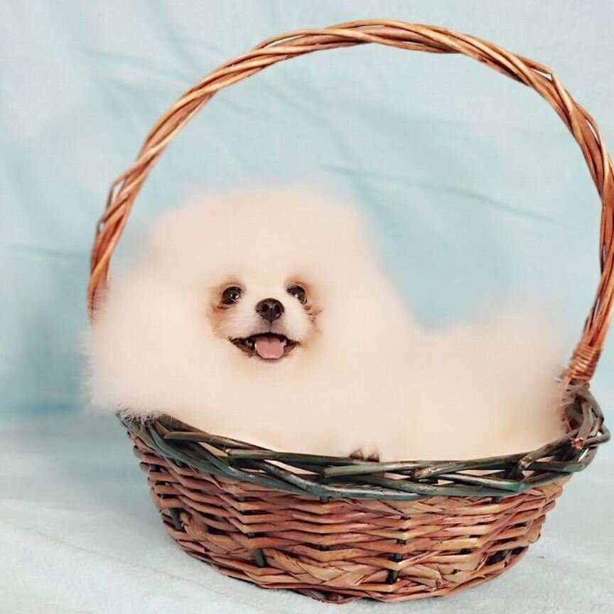 Шпиц белый мальчик