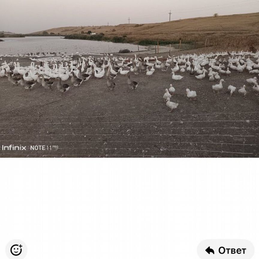 Гуси утки оптом живым весом