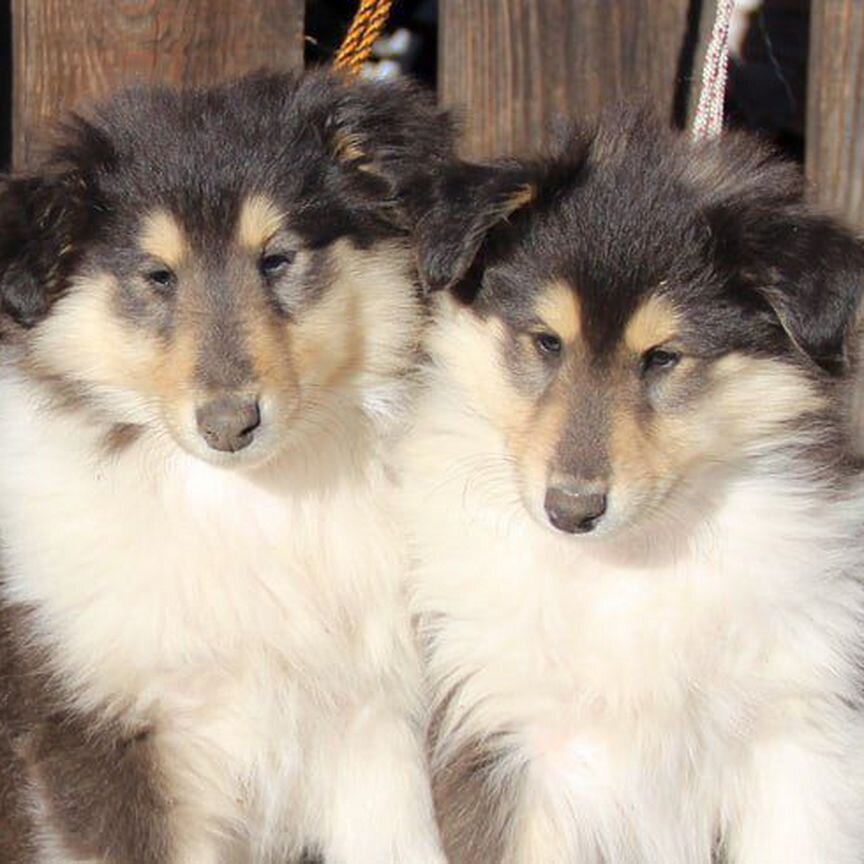 Щеночки колли