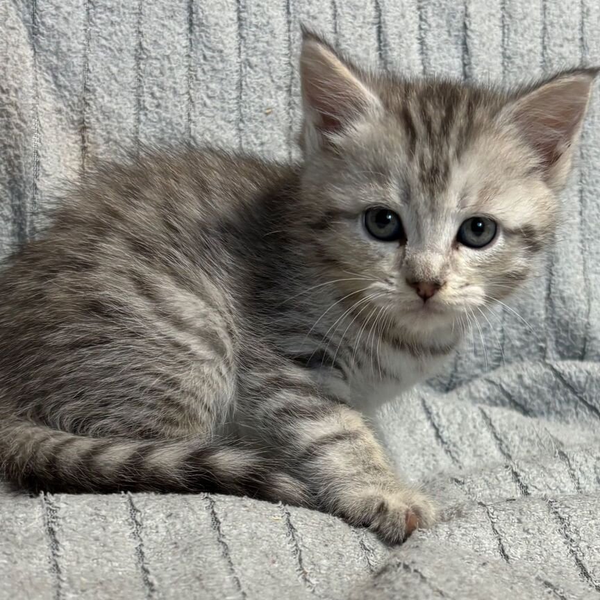 Котёнок от частного владельца
