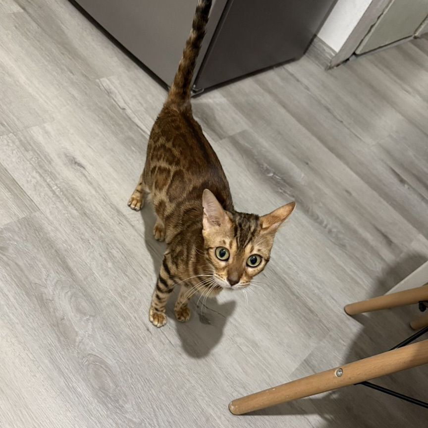 Бенгальская кошка