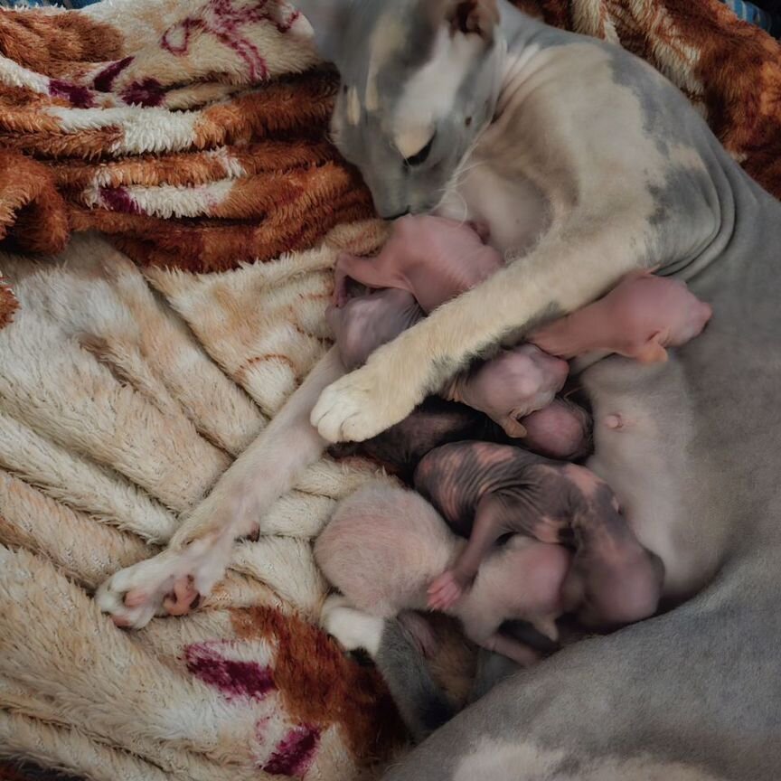 Донской сфинкс котята