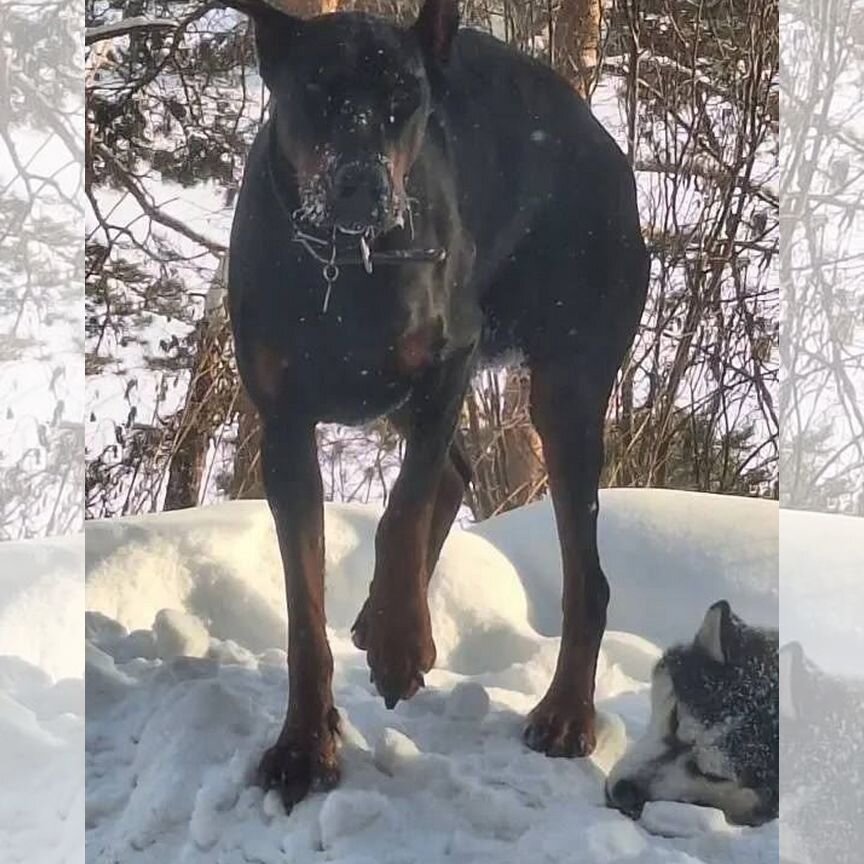Доберман, взрослый пёс