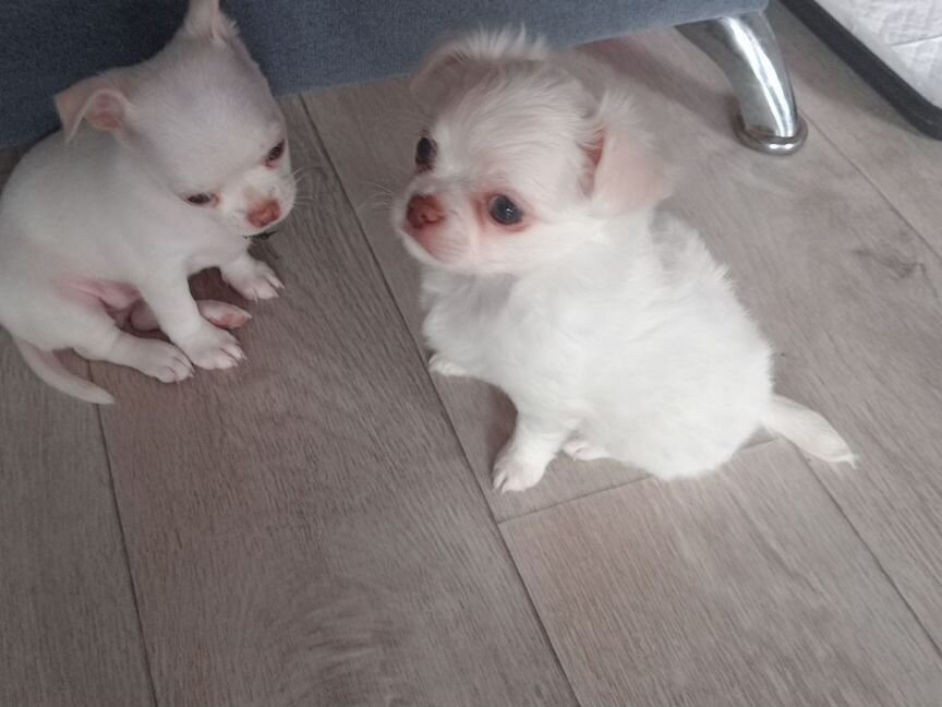 Малышки чишки