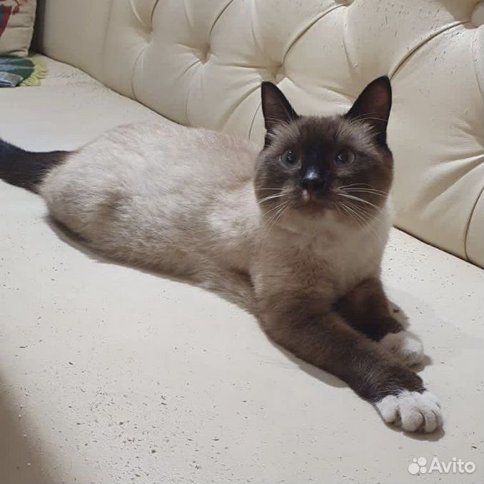 Тайская кошка молодая в добрые руки