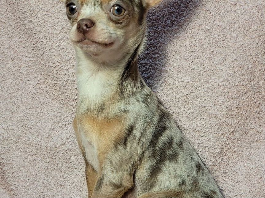 Чихуахуа девочка 2 года