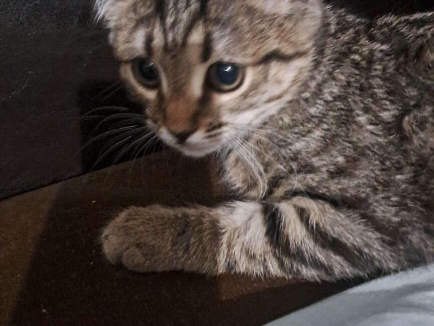 Отдам кошечку девочку