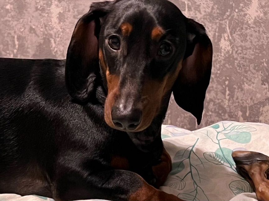 Такса в добрые руки