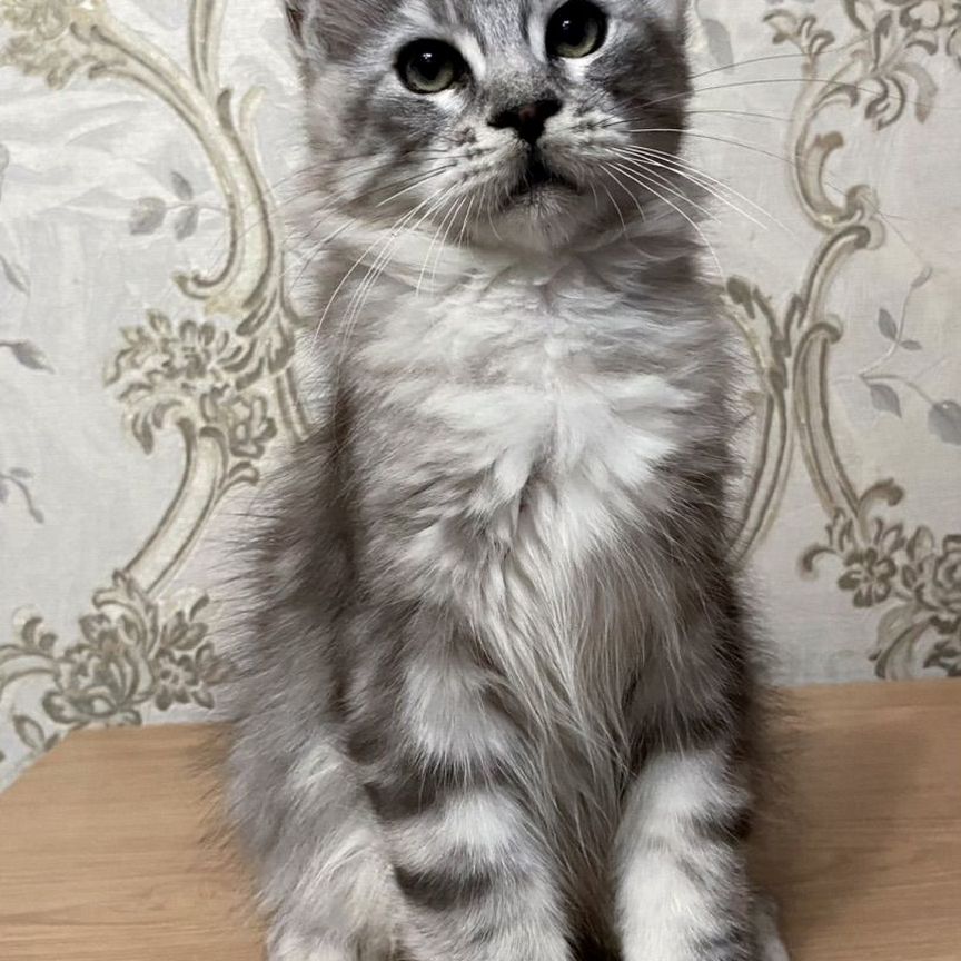 Великолепный мальчишка