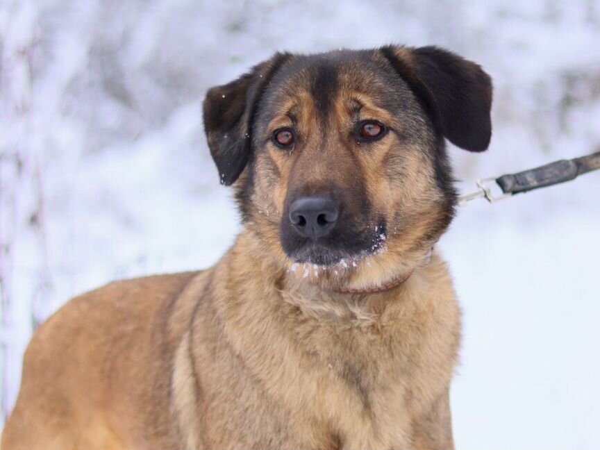 Собака 2х лет Тайга ищет дом