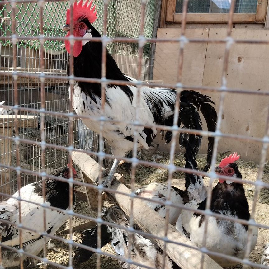 Семья Лакенфельдер