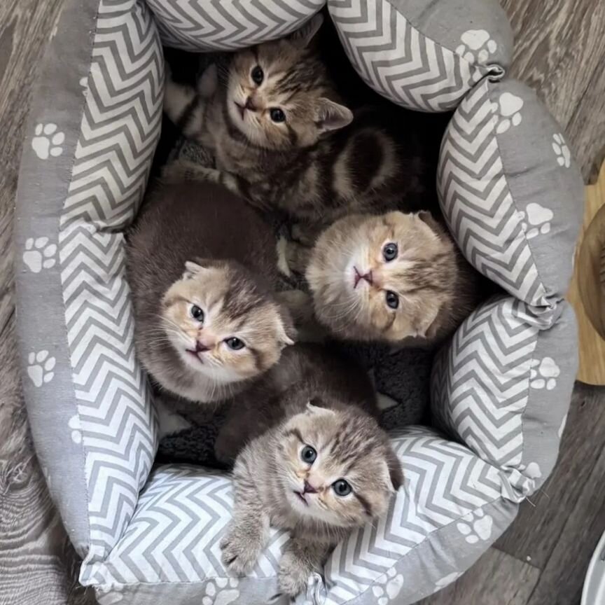 Шотландский вислоухий короткошёрстный котёнок