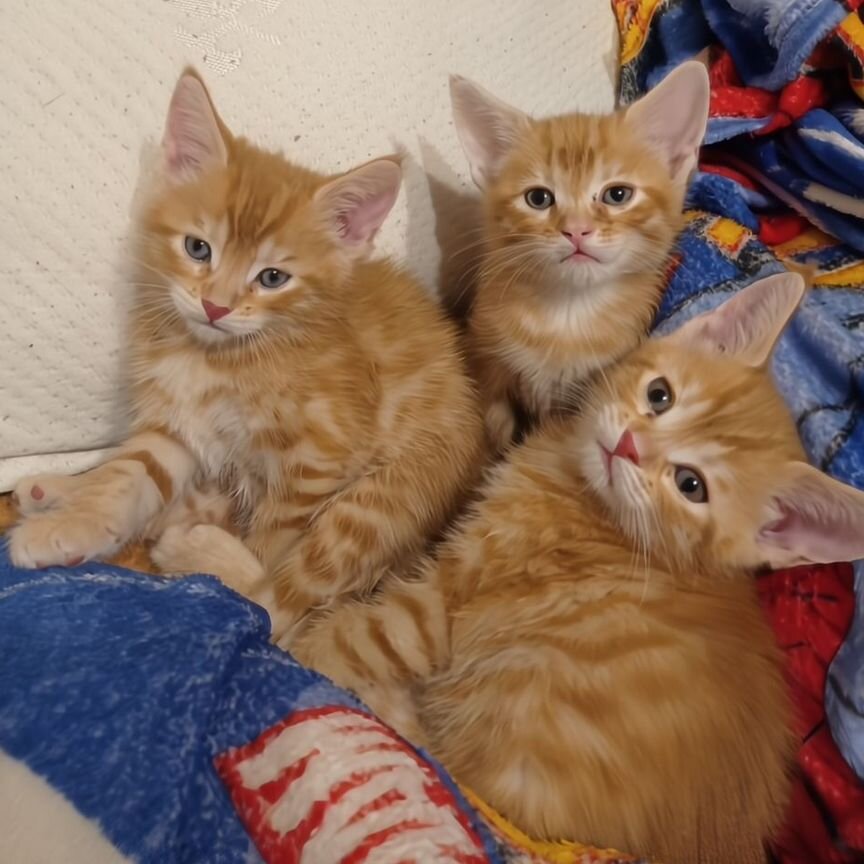 Британский короткошёрстный котёнок