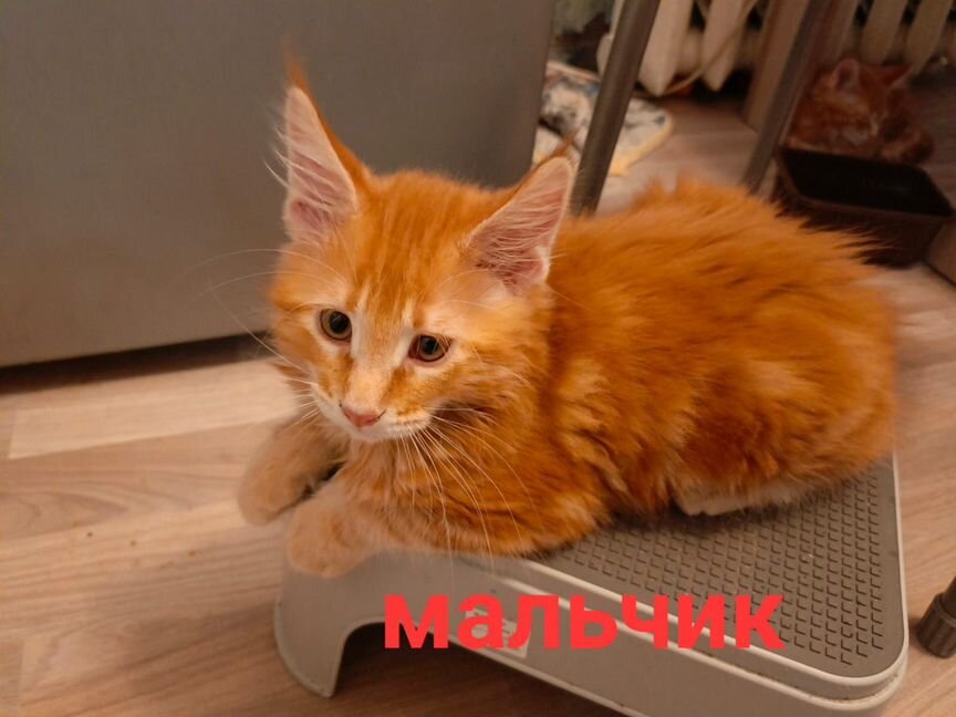Котята мейн-кун