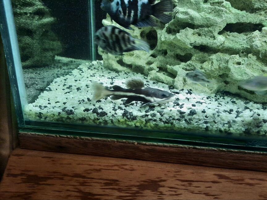 Краснохвостый сом