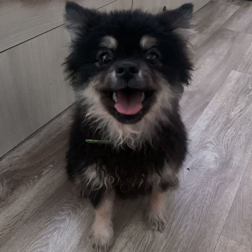 Померанский шпиц, щенок