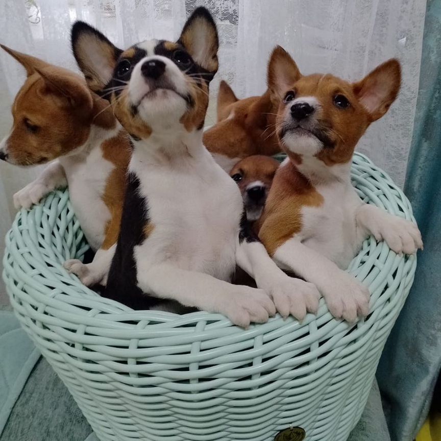 Басенджи, щенок