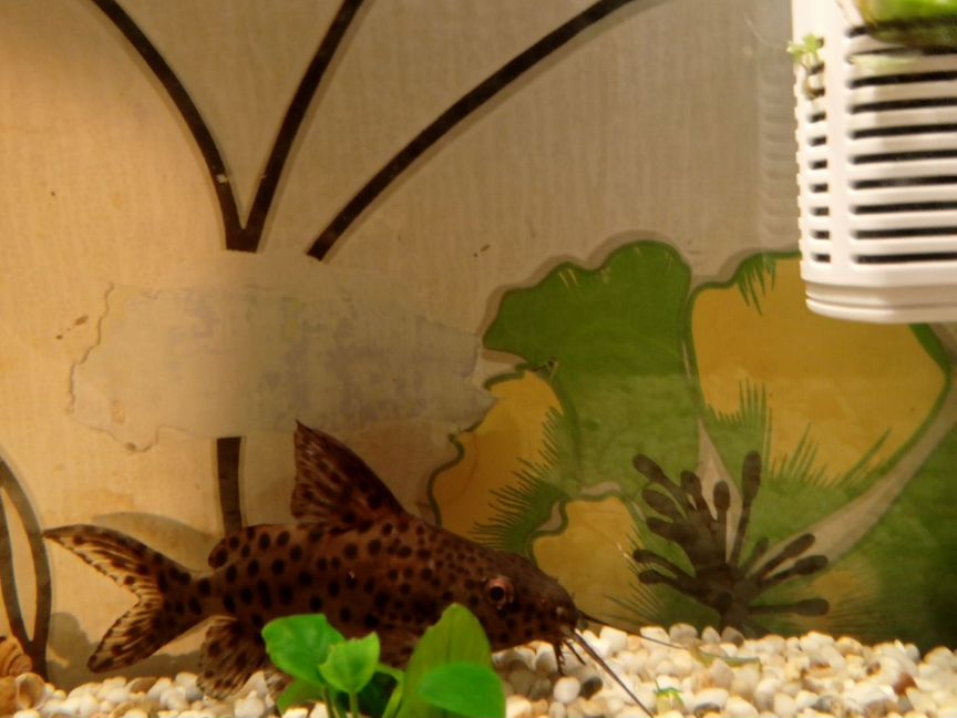 Живая рыба сом