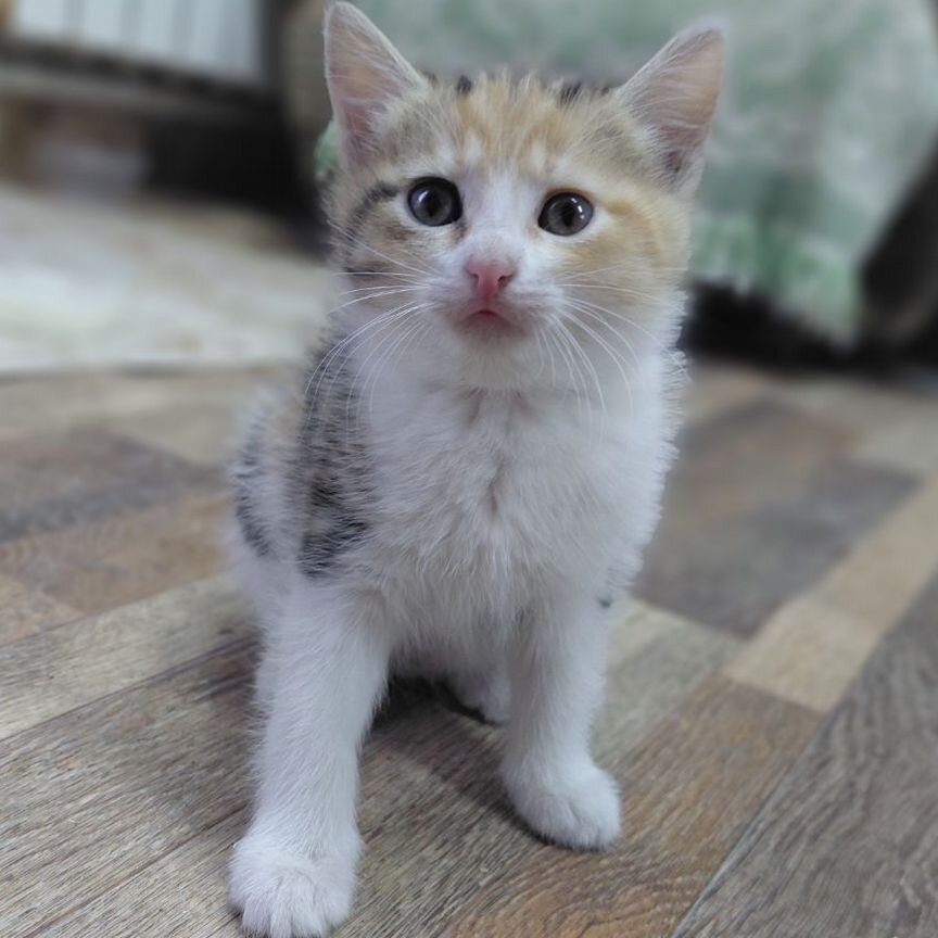 Котёнок в добрые руки