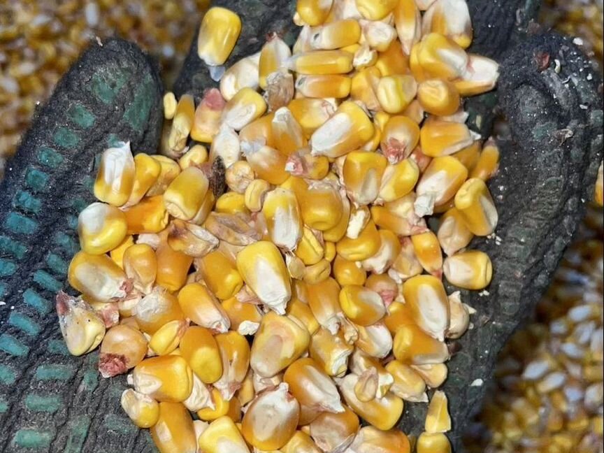 Фуражный горох, Семечко на корм