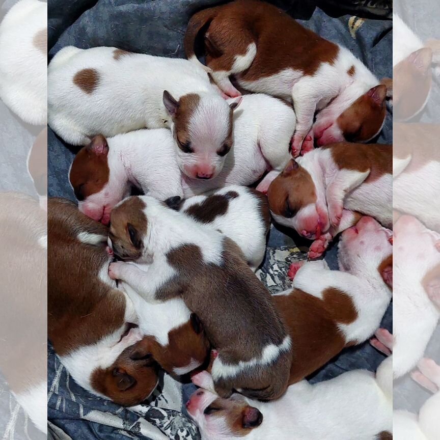 Американский стаффордширский терьер, щенок