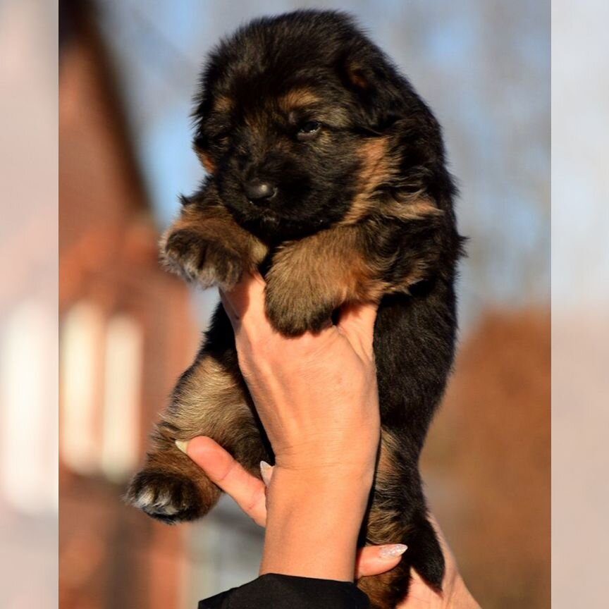 Немецкая овчарка, щенок