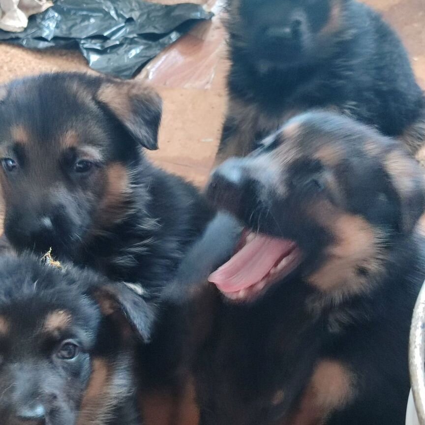 Немецкая овчарка, щенок