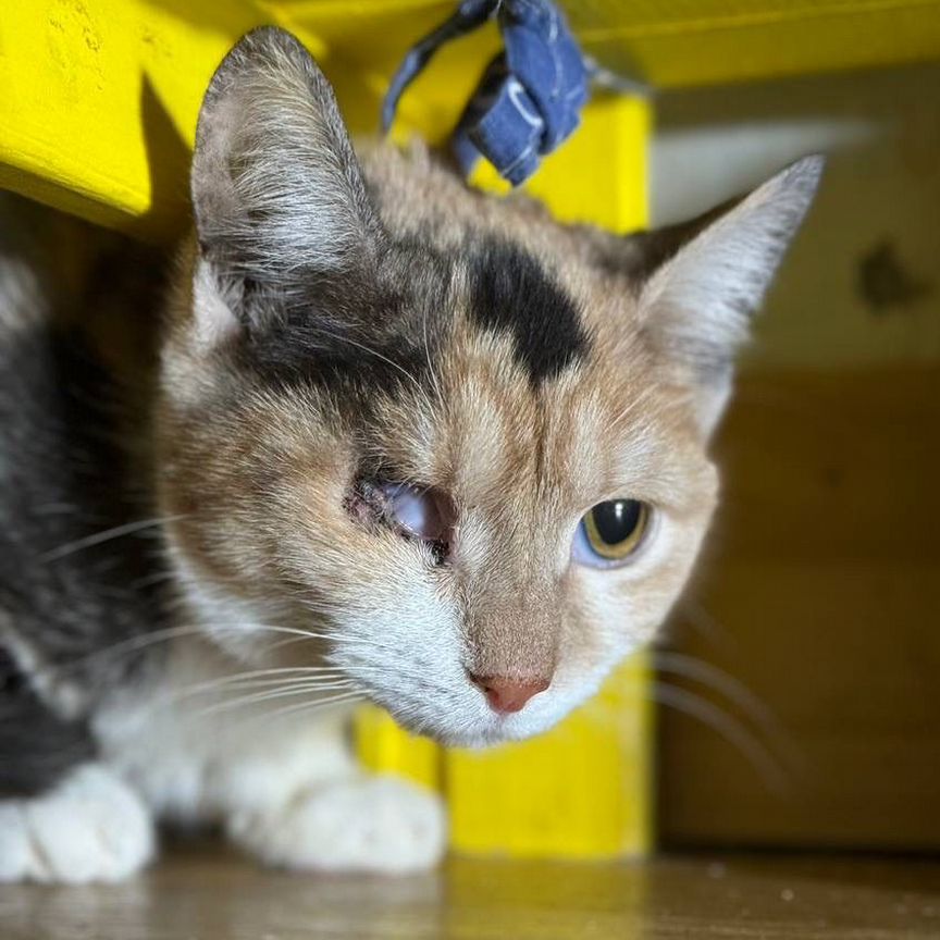 Кошечка трехцветка