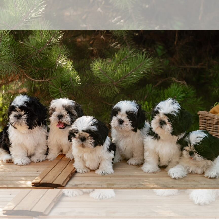 Щенки ши тцу премиум класса