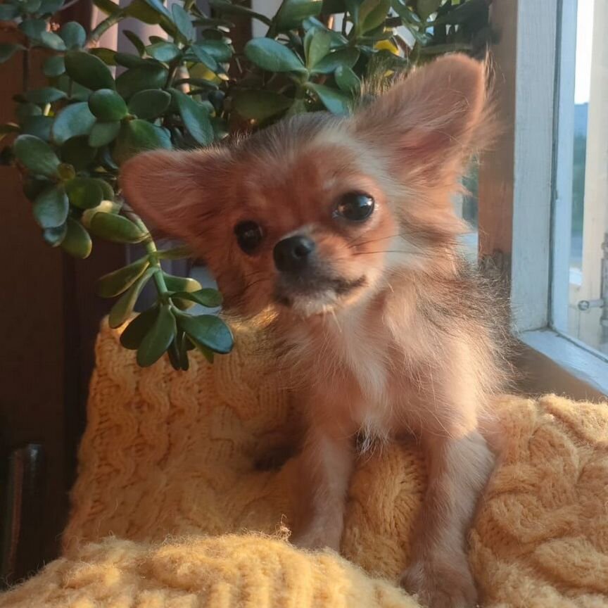 Рыжий кобелёк Чихуахуа