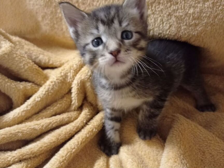 Котята мейн-кун метисы