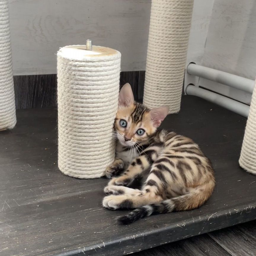 Бенгальская