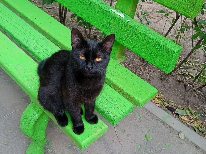 Кошечка молодая ищет любящую семью