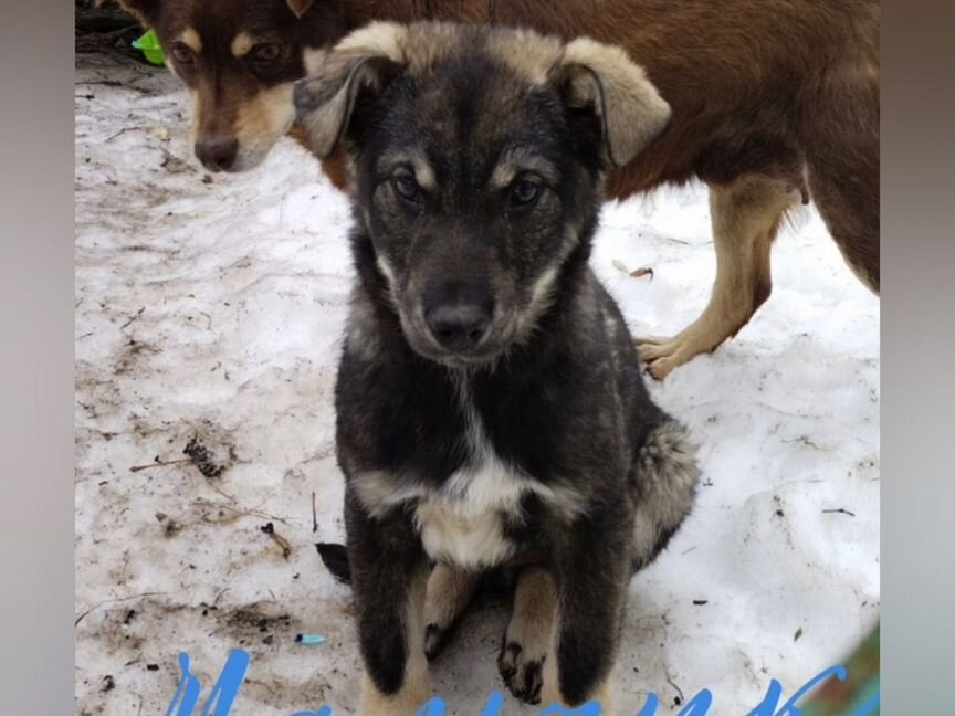 Щенок в добрые руки