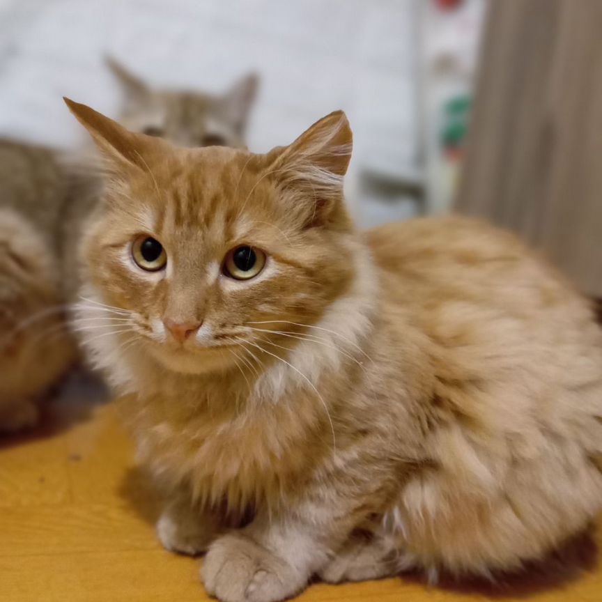 Отдам в добрые руки котиков