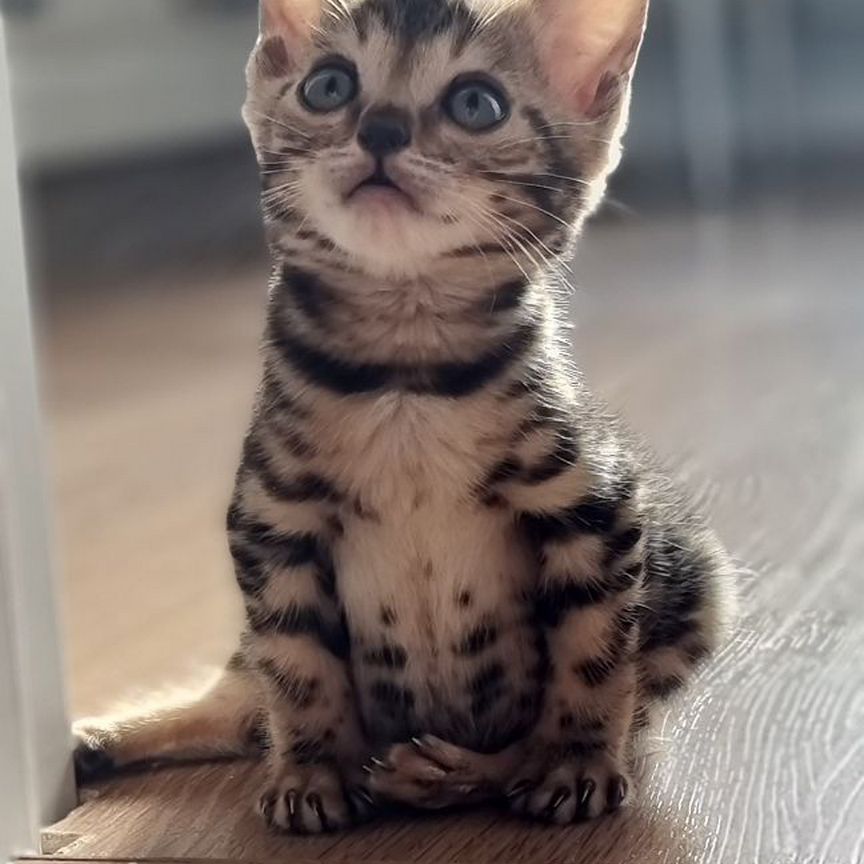 Котёнок кот в добрые руки породистый