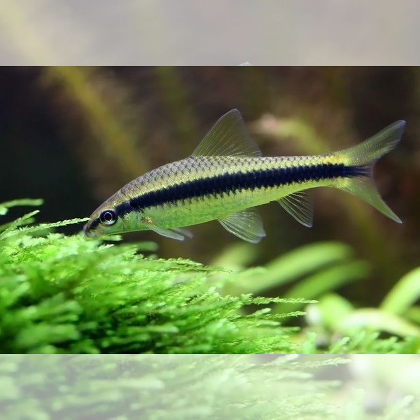 Сиамский водорослеед – главный борец с водорослями