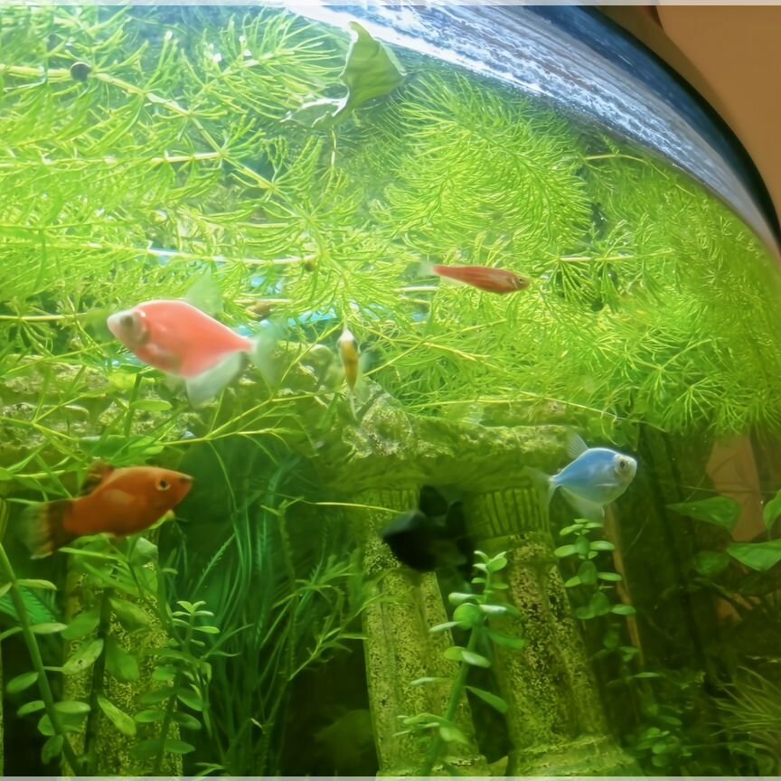 Водоросли для аквариума / за шоколадку