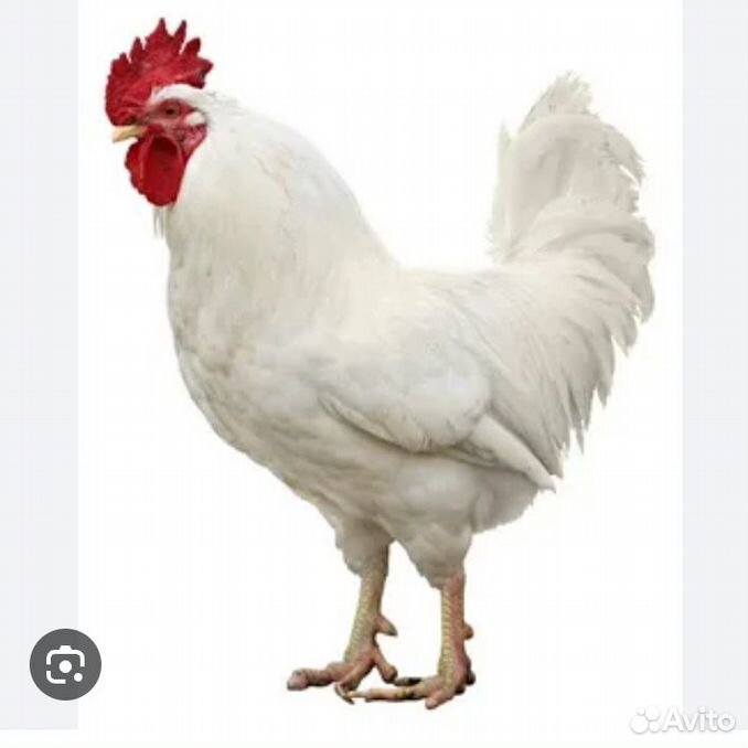 Продам годовалого петуха