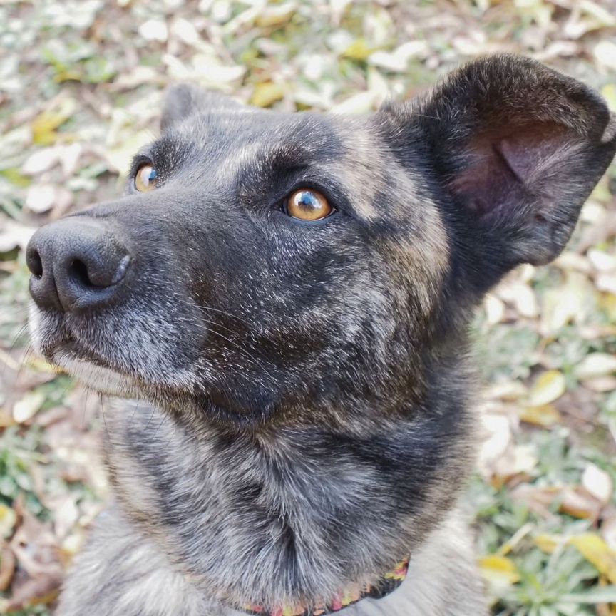 Взрослый пёс в добрые руки