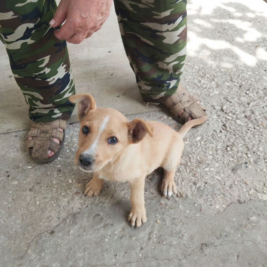 Подарим щенка