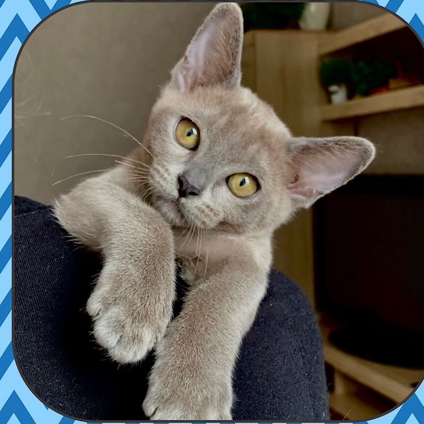 Бурманский котенок
