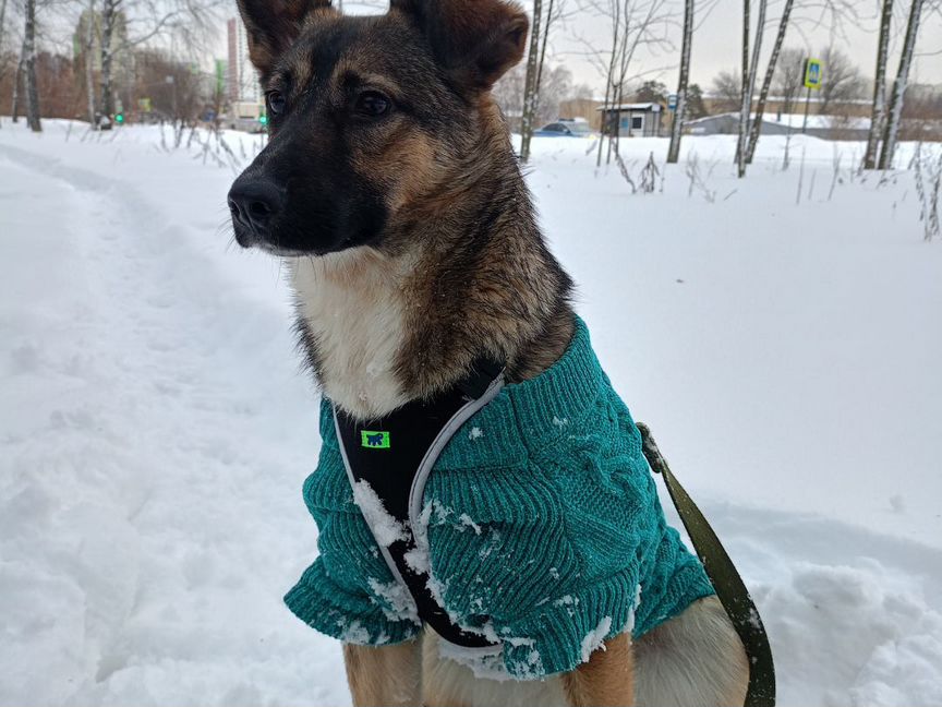 Щенок замерзает в приюте /в добрые руки/ бесплатно