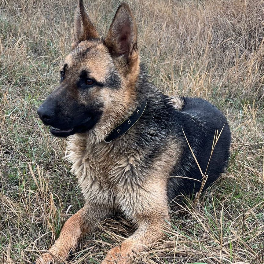 Найдена Немецкая овчарка