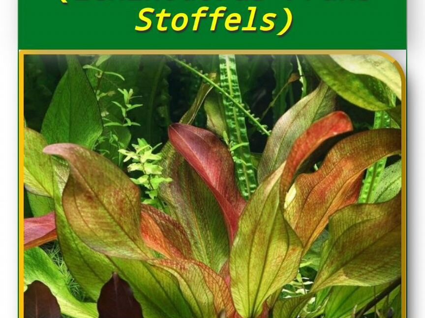 Аквариумные растения