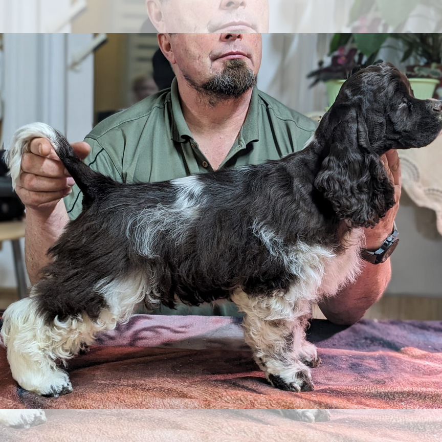 Американский кокер-спаниель, щенок