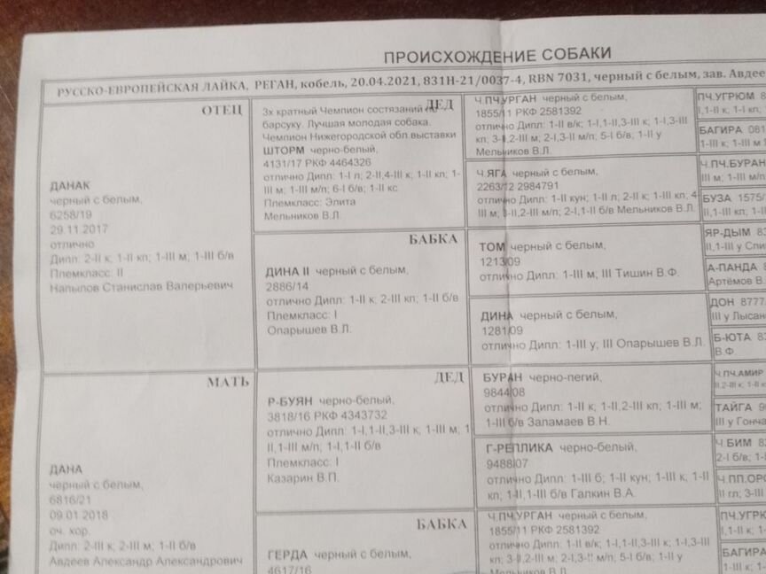 Кобель рел. Вязка